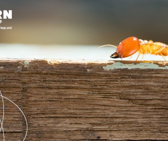 June 2022 Blogs | Modern Exterminating Co Inc