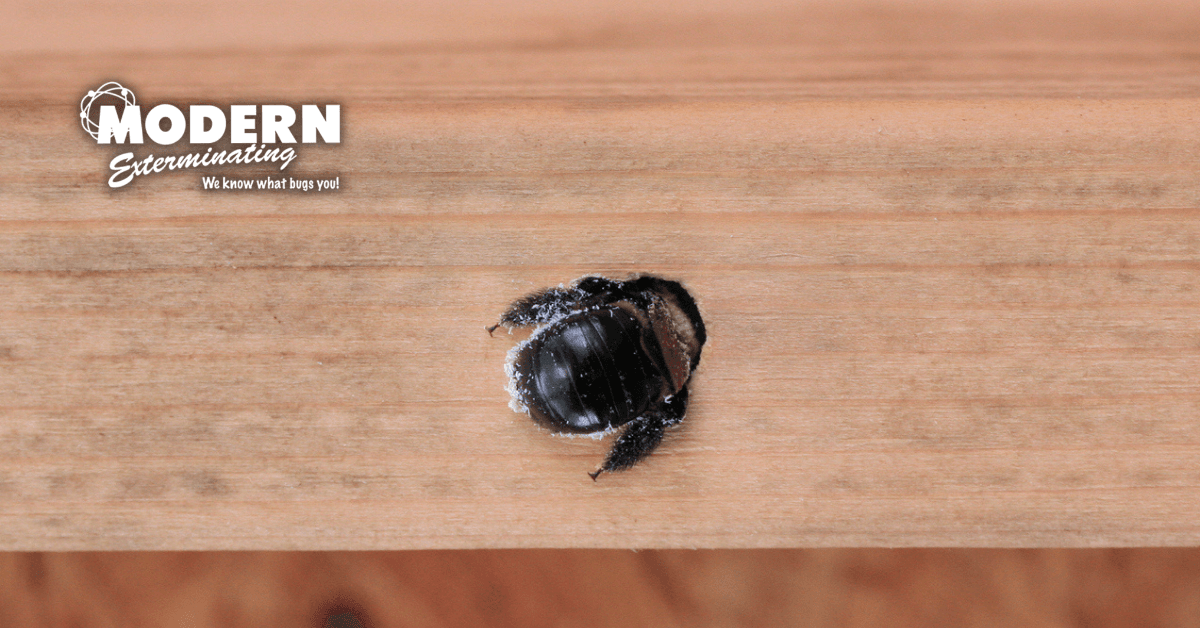 How Much Damage Can Carpenter Bees Cause to My Home?