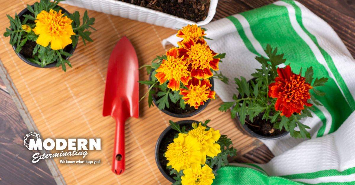 Natural Pest Control Methods: An Eco-Friendly Guide